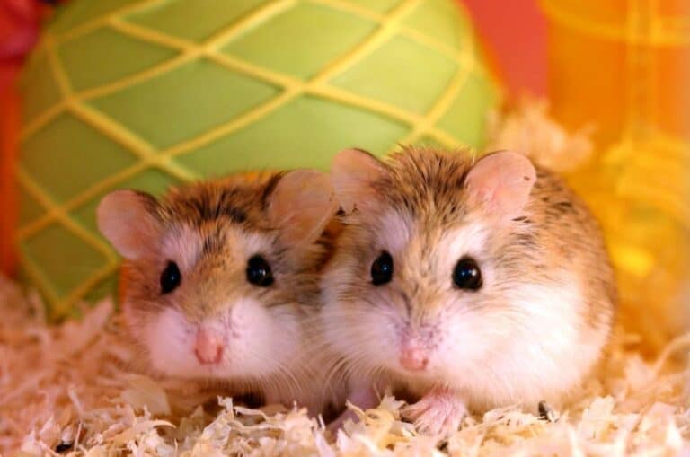 The Roborovski hamster | Hamster et Compagnie